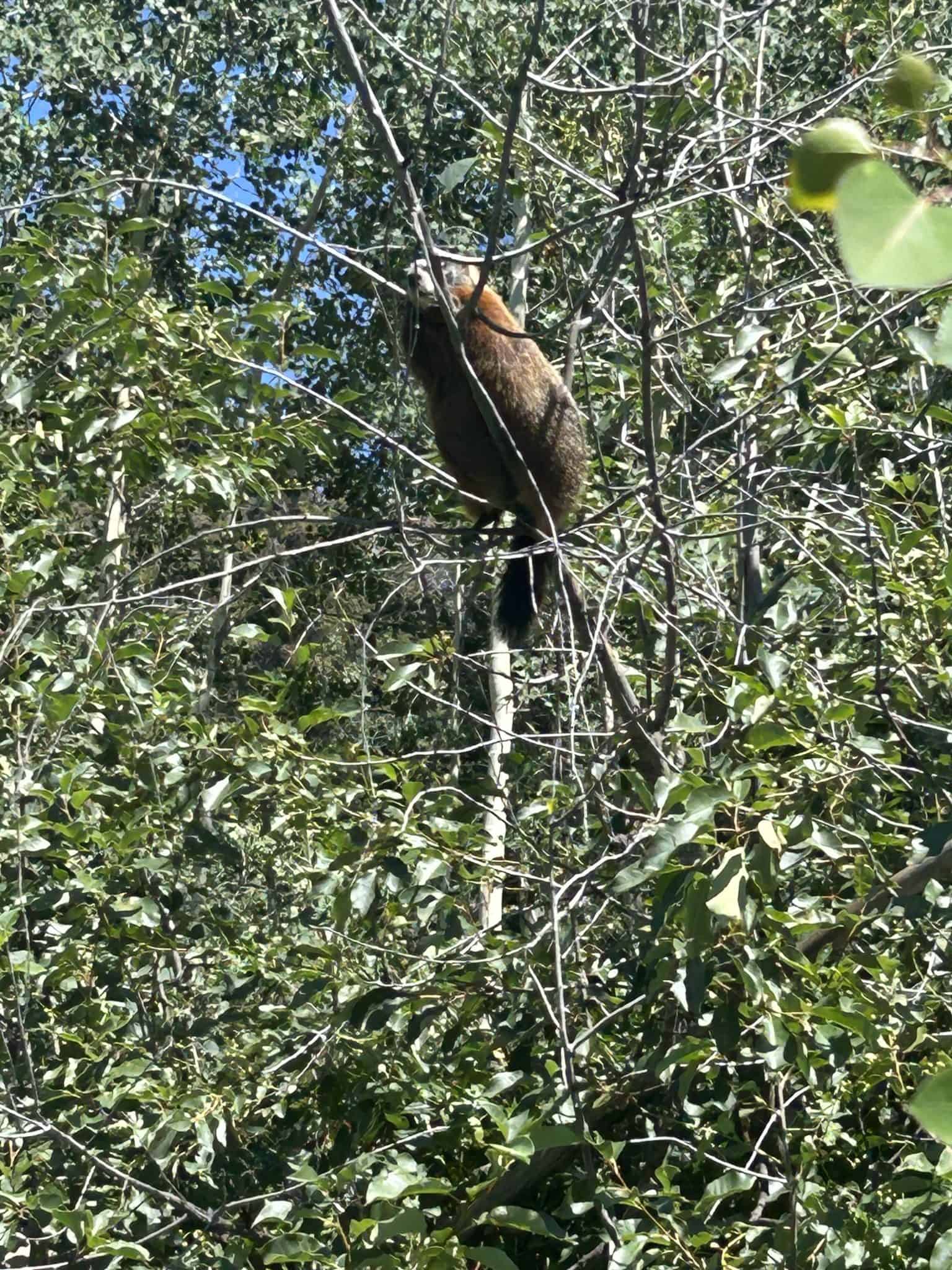 Moose Ponds Trail: Easy Hike to See Wildlife in Grand Teton