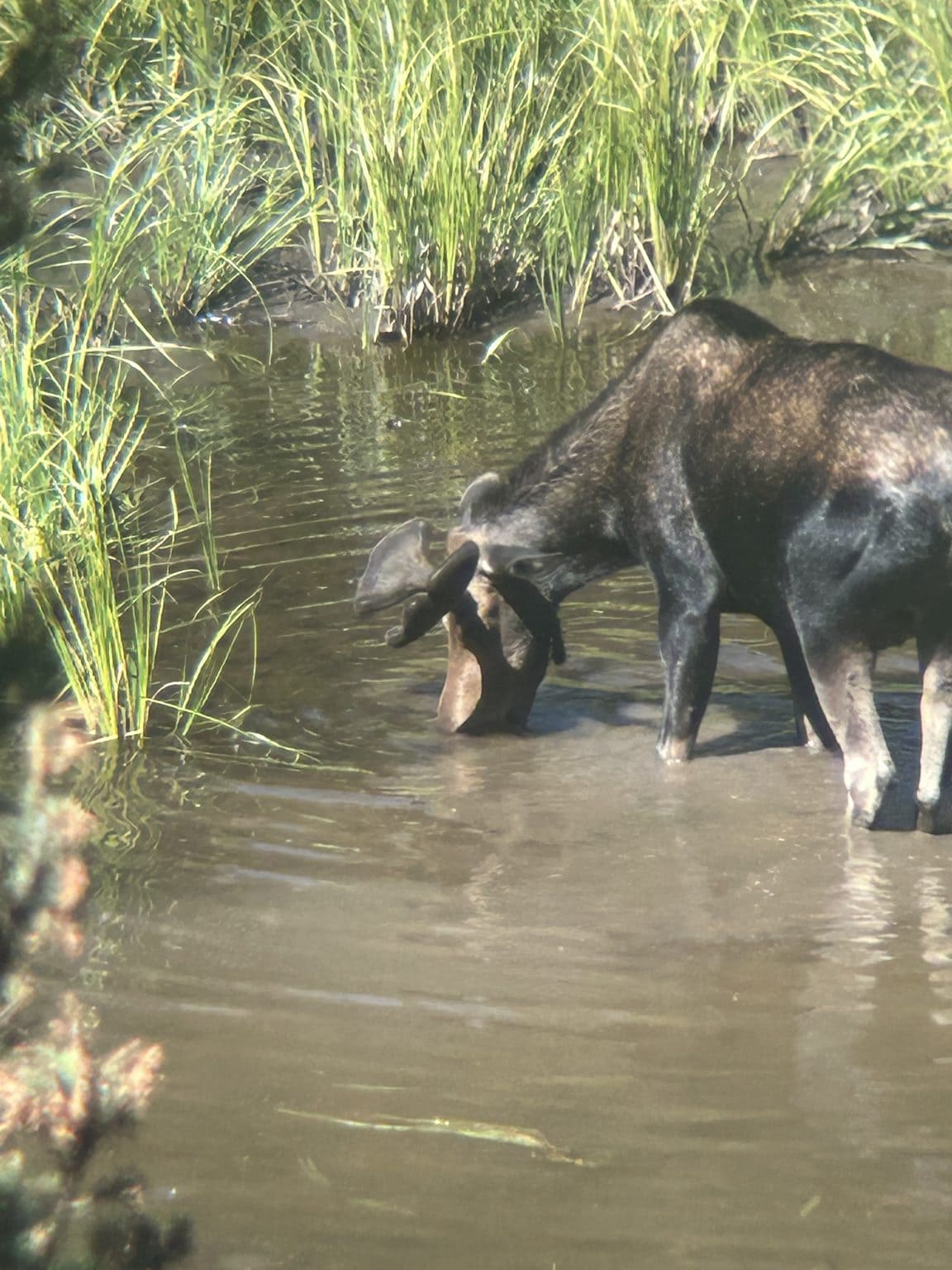 Moose Ponds Trail: Easy Hike to See Wildlife in Grand Teton