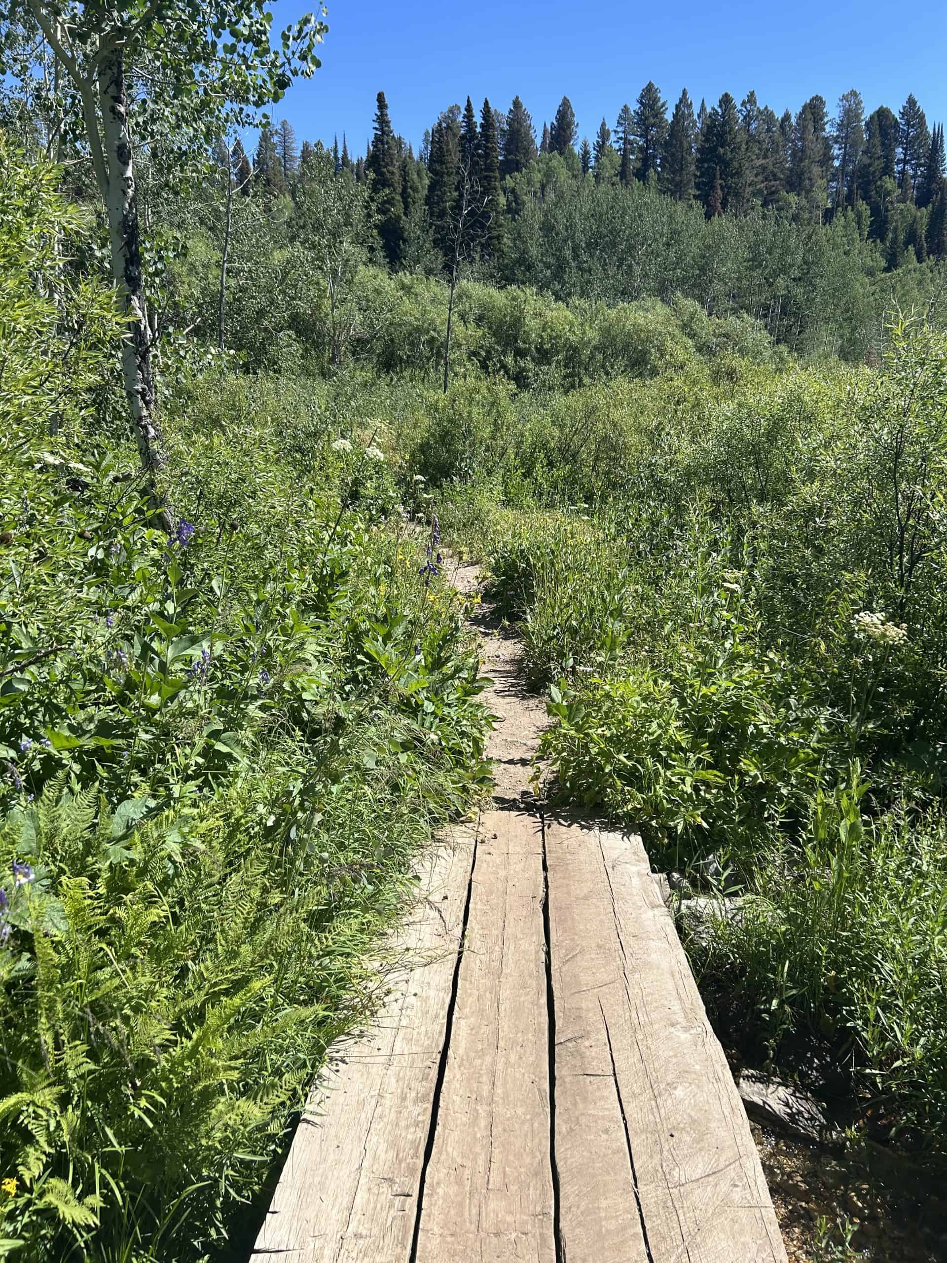 Moose Ponds Trail: Easy Hike to See Wildlife in Grand Teton